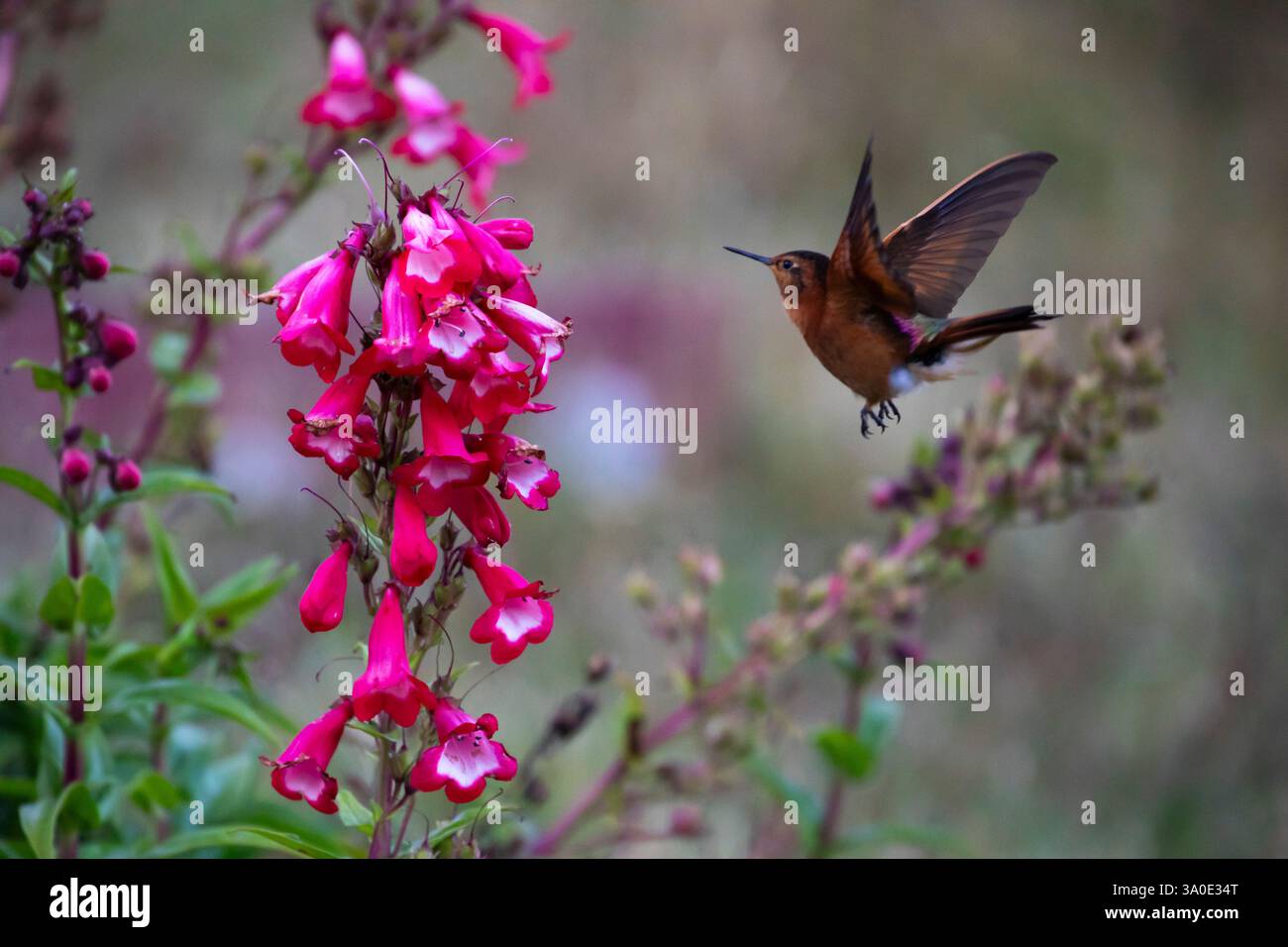 Colibrí Paramuno, Shining Sunbeam, Aglaeactis cupripennis The Páramo ...