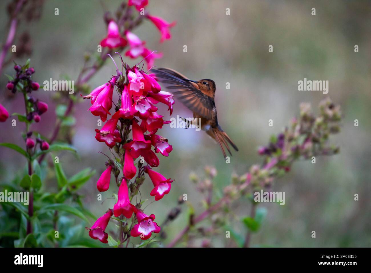 Colibrí Paramuno, Shining Sunbeam, Aglaeactis cupripennis The Páramo ...