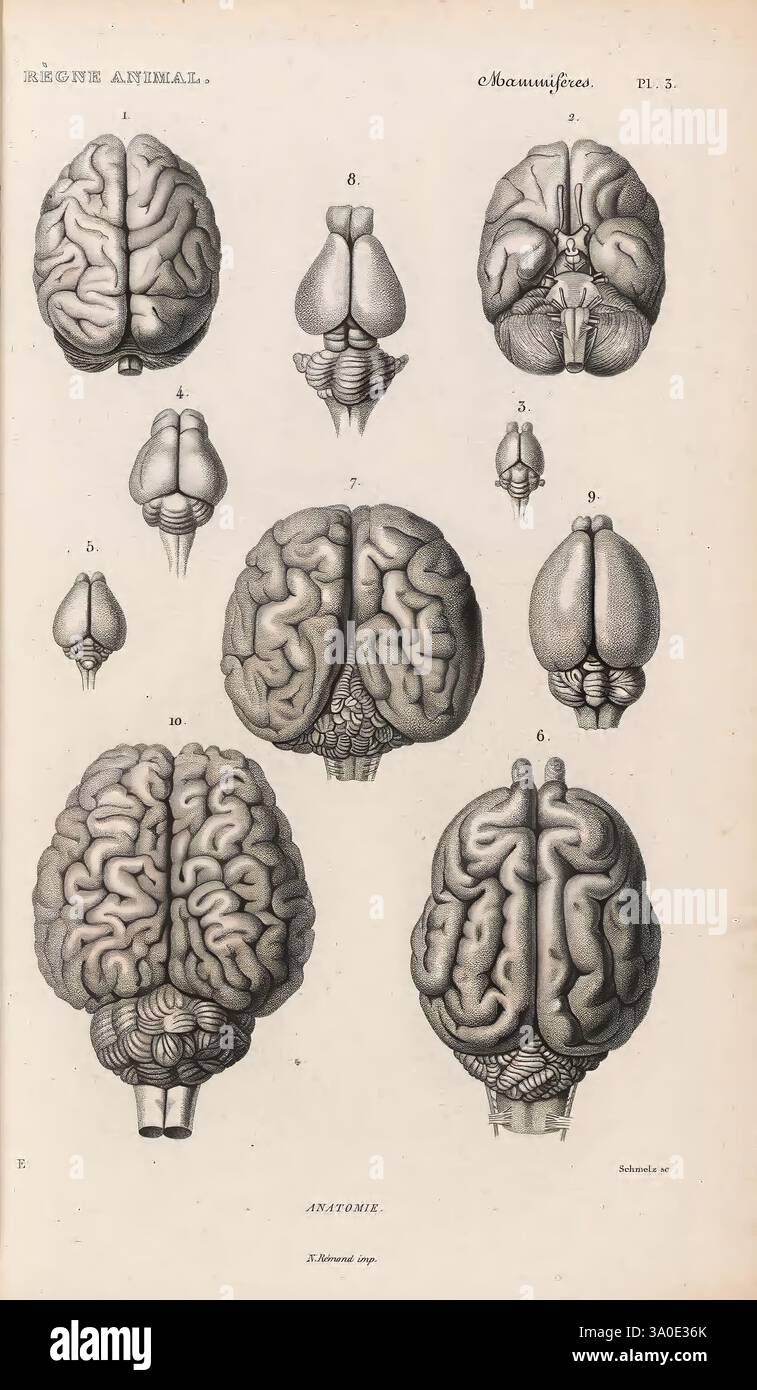 Diversity in brain morphology across species hi-res stock photography ...