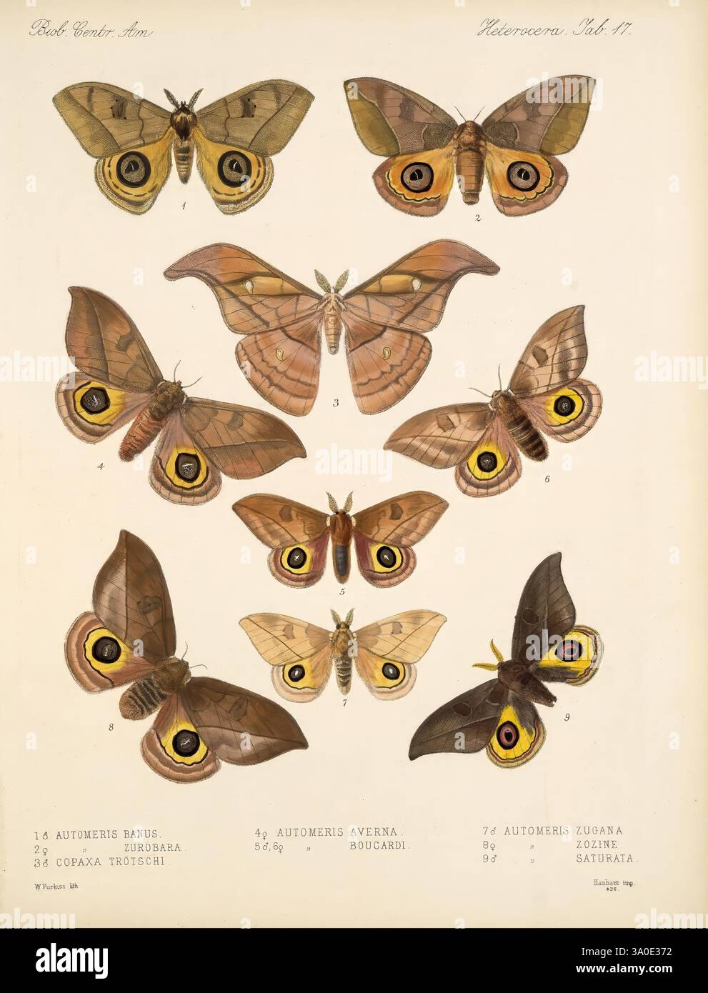 Travel scientific expeditions zoology 17 insect lepidoptera hi-res ...