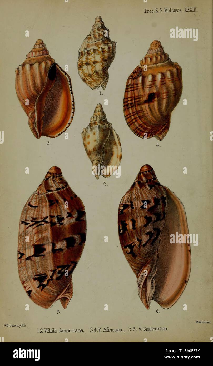 Proceedings of the Zoological Society of London, 1856, London, Academic ...