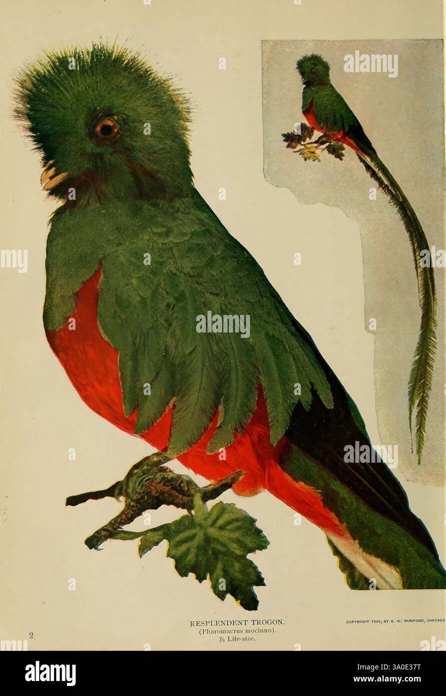 Rich combination of emerald green feathers hi-res stock photography and ...