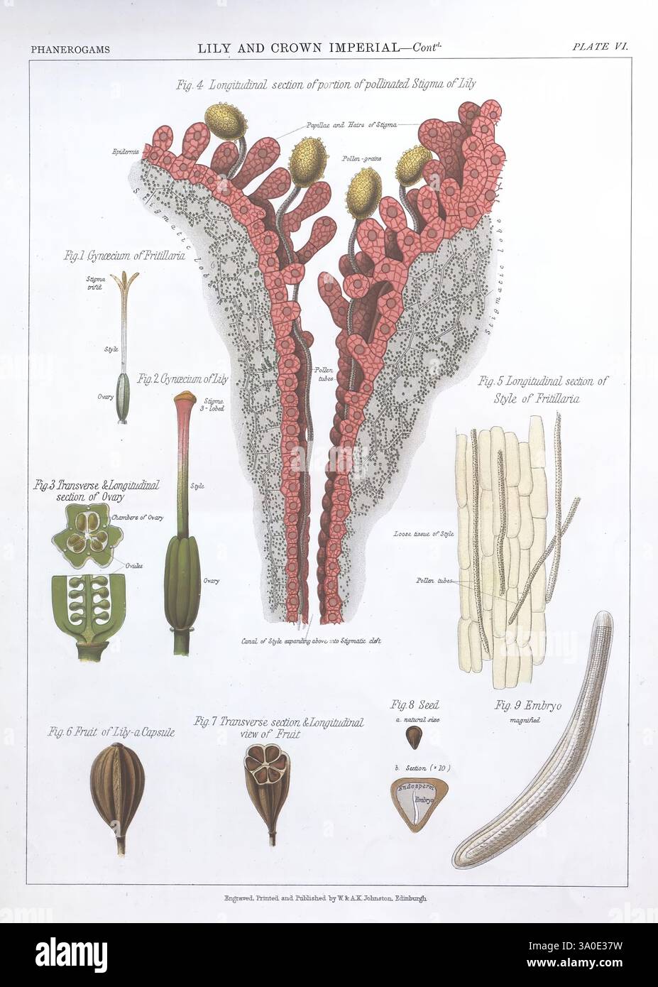 The botanical atlas, New York, The Century Co, 1883, botany, cryptogams ...