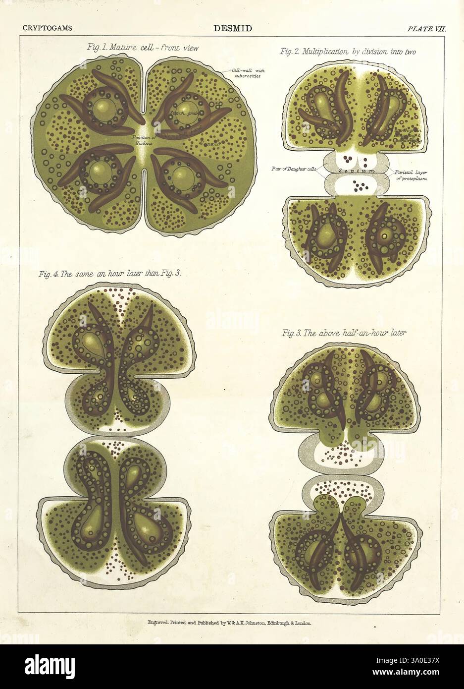 Morphology of desmid cells hi-res stock photography and images - Alamy