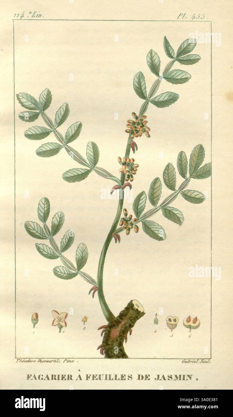 Flore médicale des Antilles, ou, Traité des plantes usuelles, Paris ...