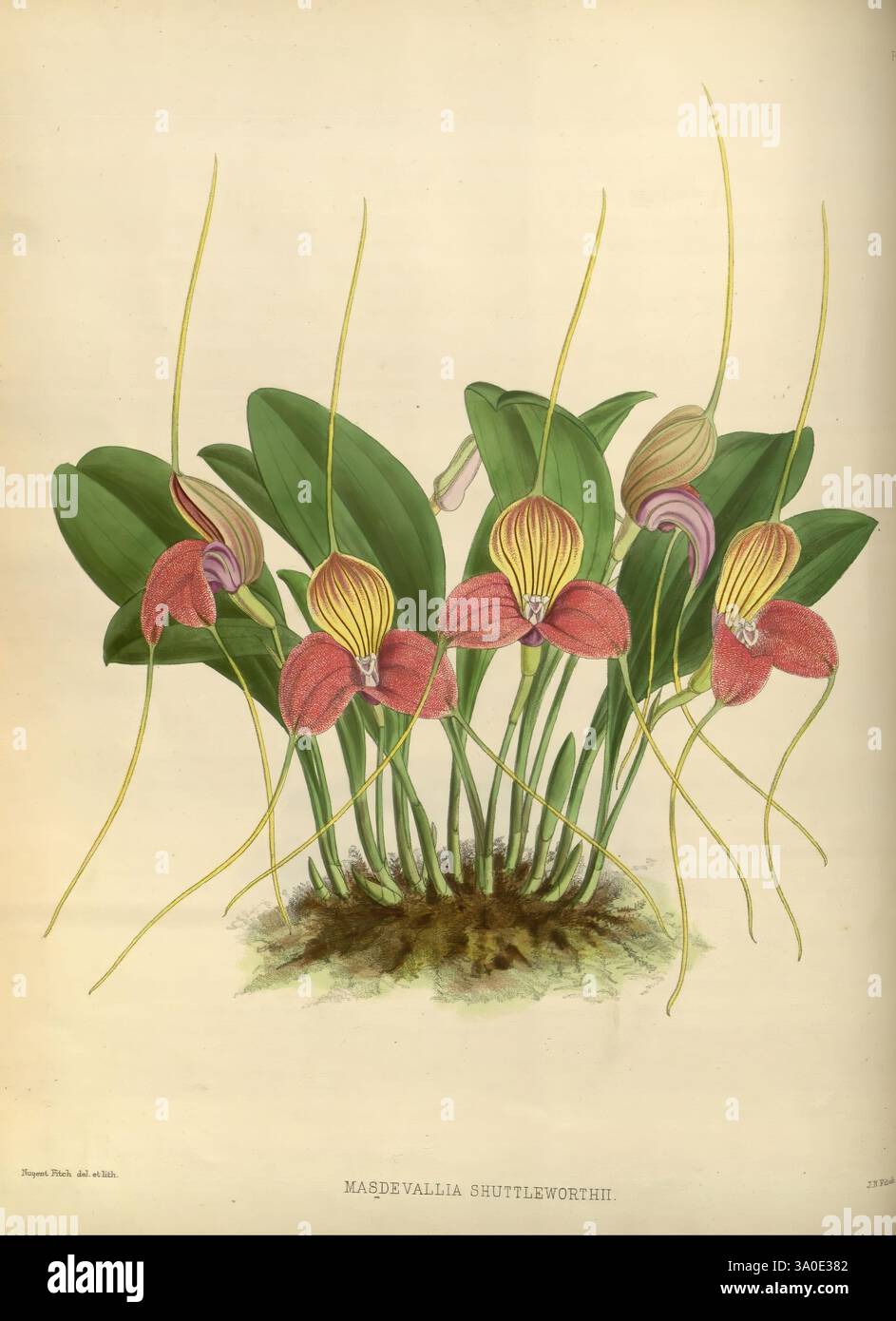 Orchid album, London, B. S. Williams, 1882-97, Orchidaceae, periodicals ...