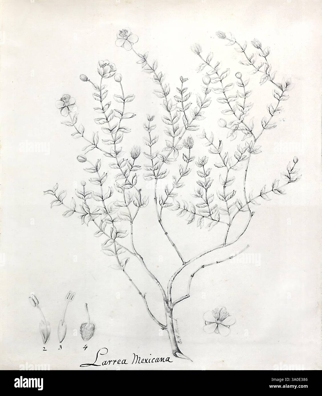 Drawings, Prints, Associated, With, USPRR, Reports, And, Photographs ...