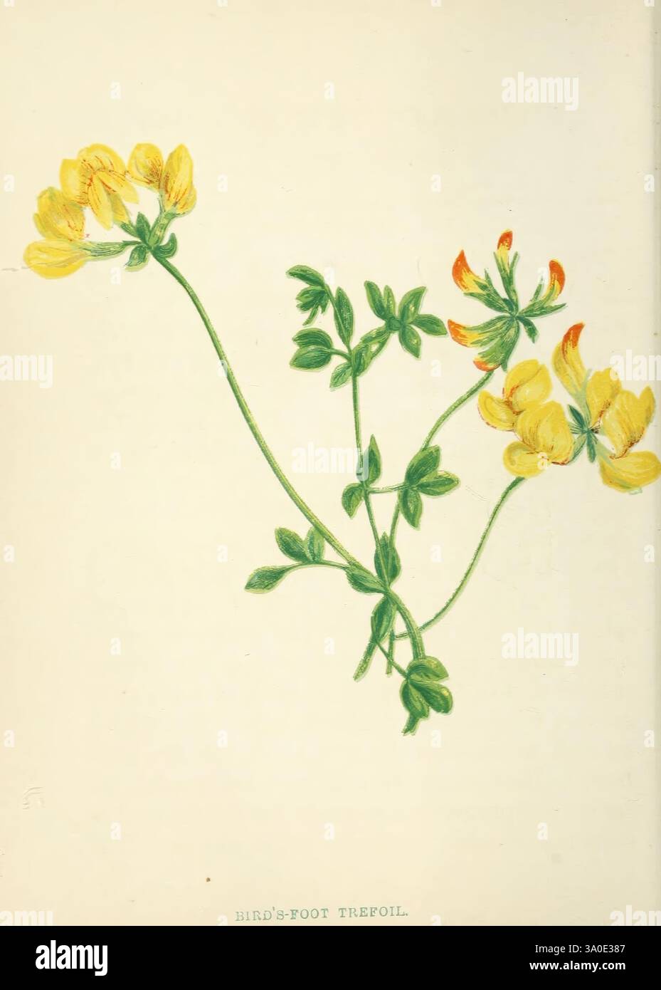 1857 great britain wildflowers anne pratt anne pratt anne pratt hi-res ...