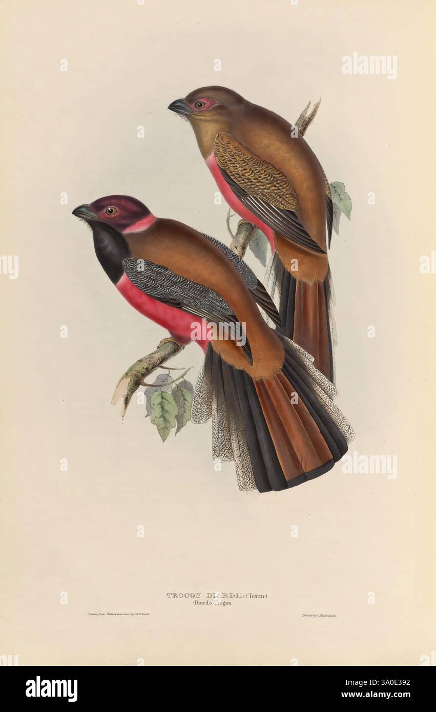 A monograph of the Trogonidae, or family of trogons, London, The Author ...