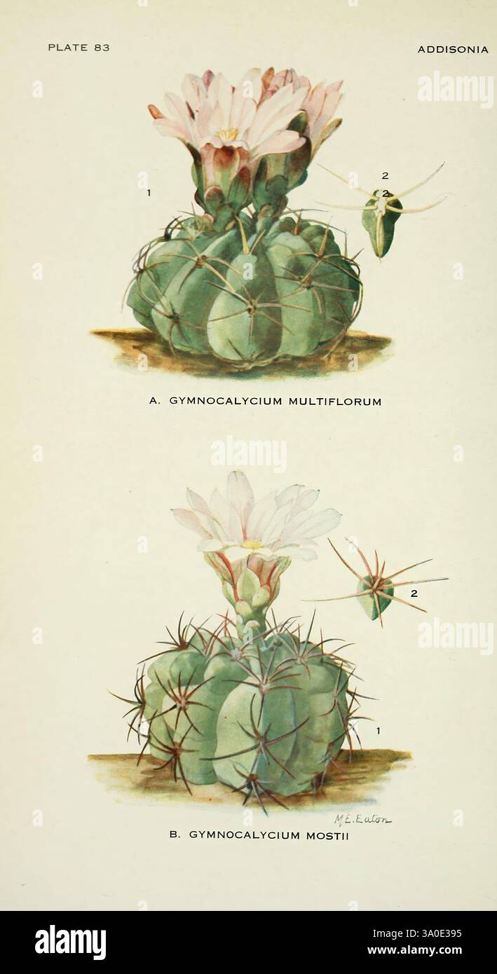 Addisonia, New York, New York Botanical Garden, 1916-1964, periodicals ...