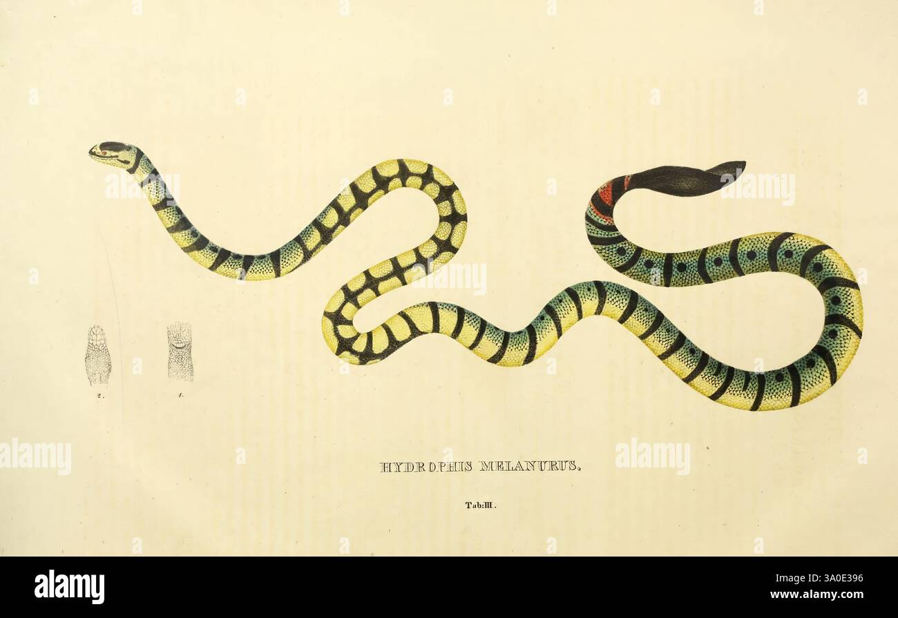 Hydrophis spiralis hi-res stock photography and images - Alamy