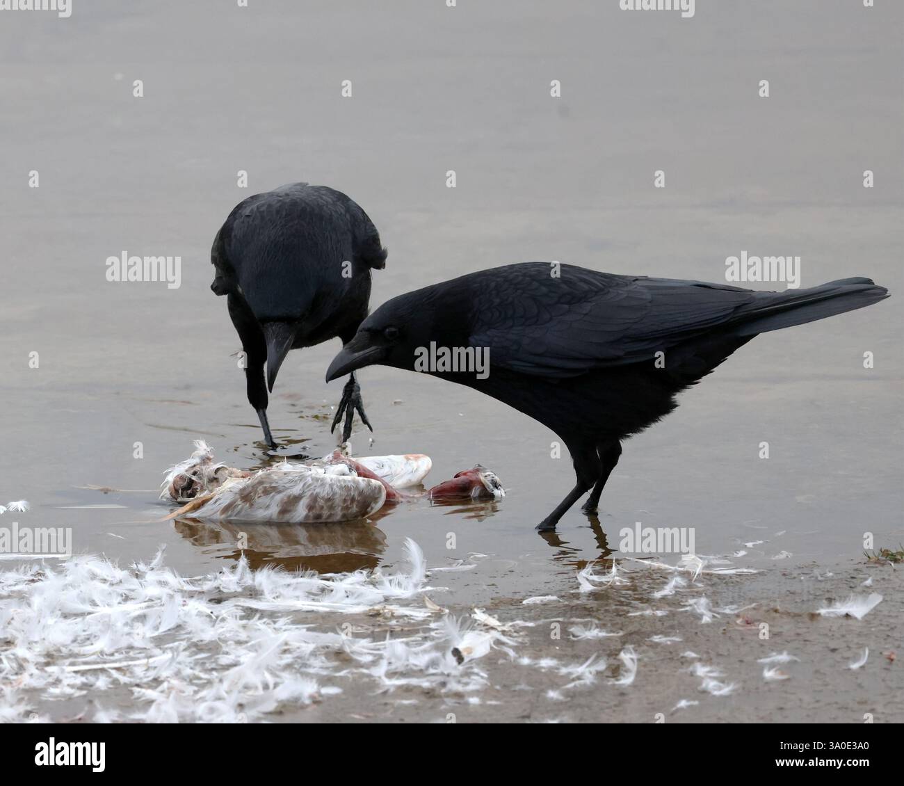 February 2025 - Crows killing and eating a gull on the reservoir at ...