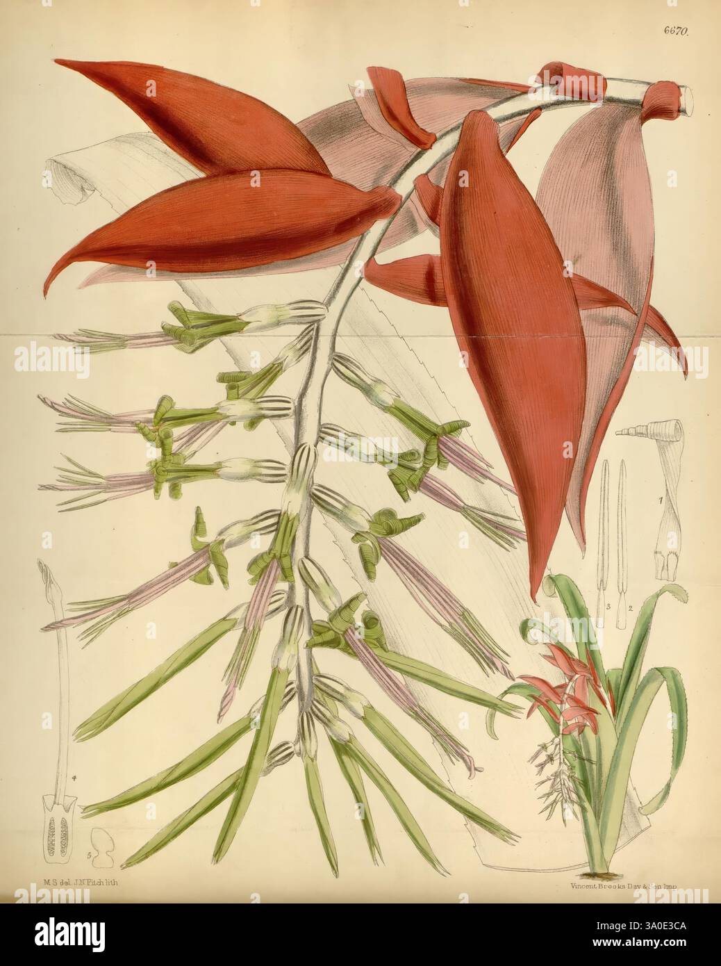 Curtis's Botanical Magazine London New York Botanical Illustration ...