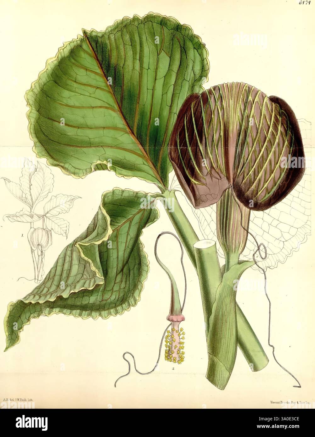 Curtis's botanical magazine, London, New York, botanical illustration ...