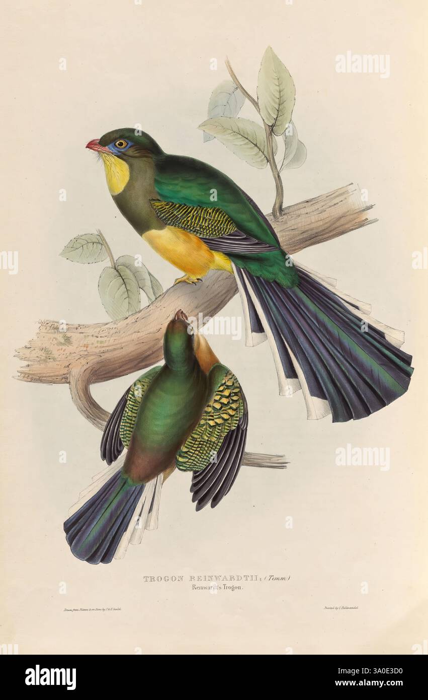 A monograph of the Trogonidae, or family of trogons, London, The ...