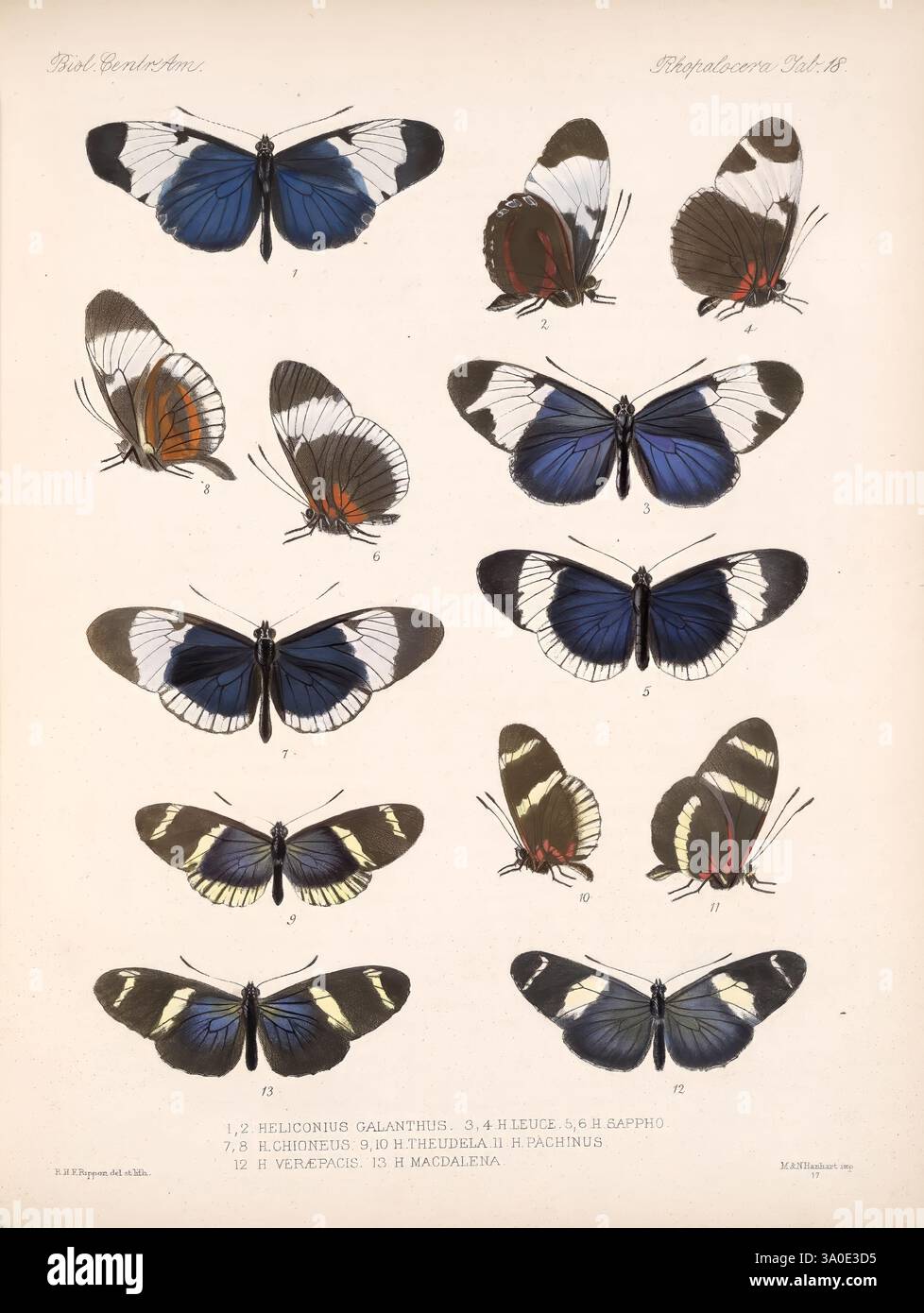 Rich diversity of butterfly species hi-res stock photography and images ...