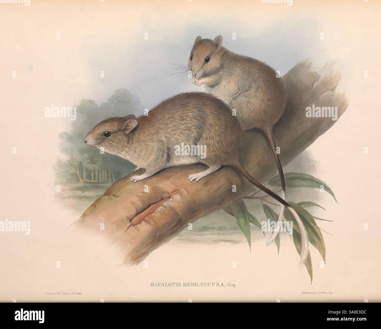Hapalotis hemileucura hi-res stock photography and images - Alamy