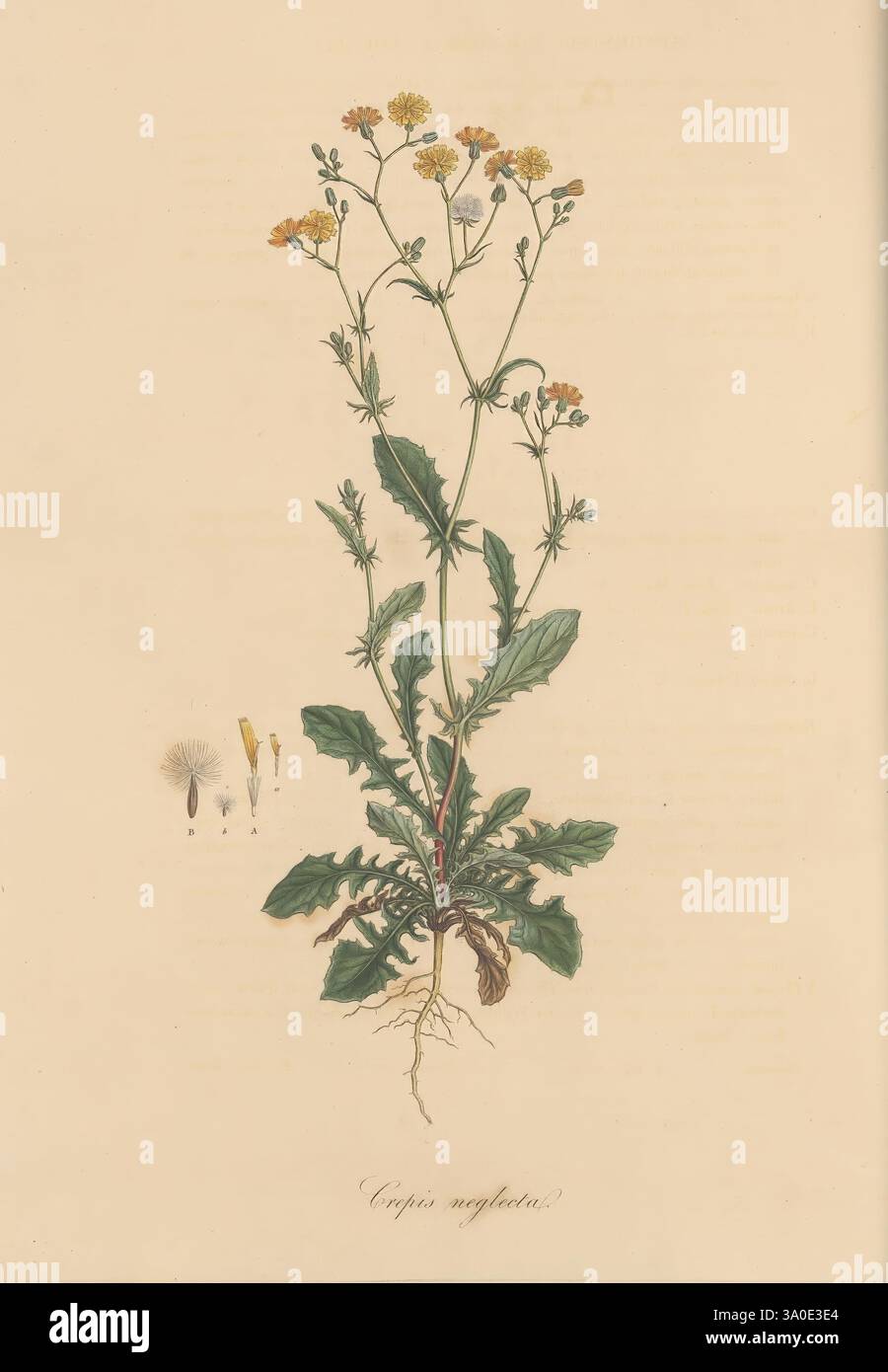 Flora Graeca, sive, Plantarum rariorum historia, quas in provinciis aut ...