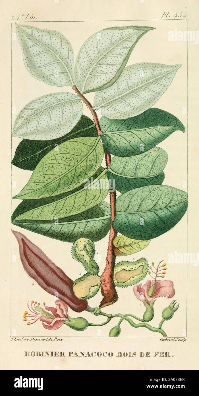 Robinier panacoco hi-res stock photography and images - Alamy