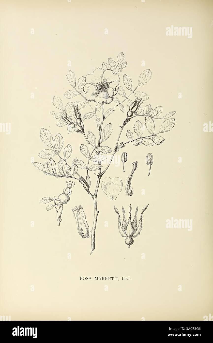 The, genus, rosa, London, John, Murray, 1914, roses, The illustration ...