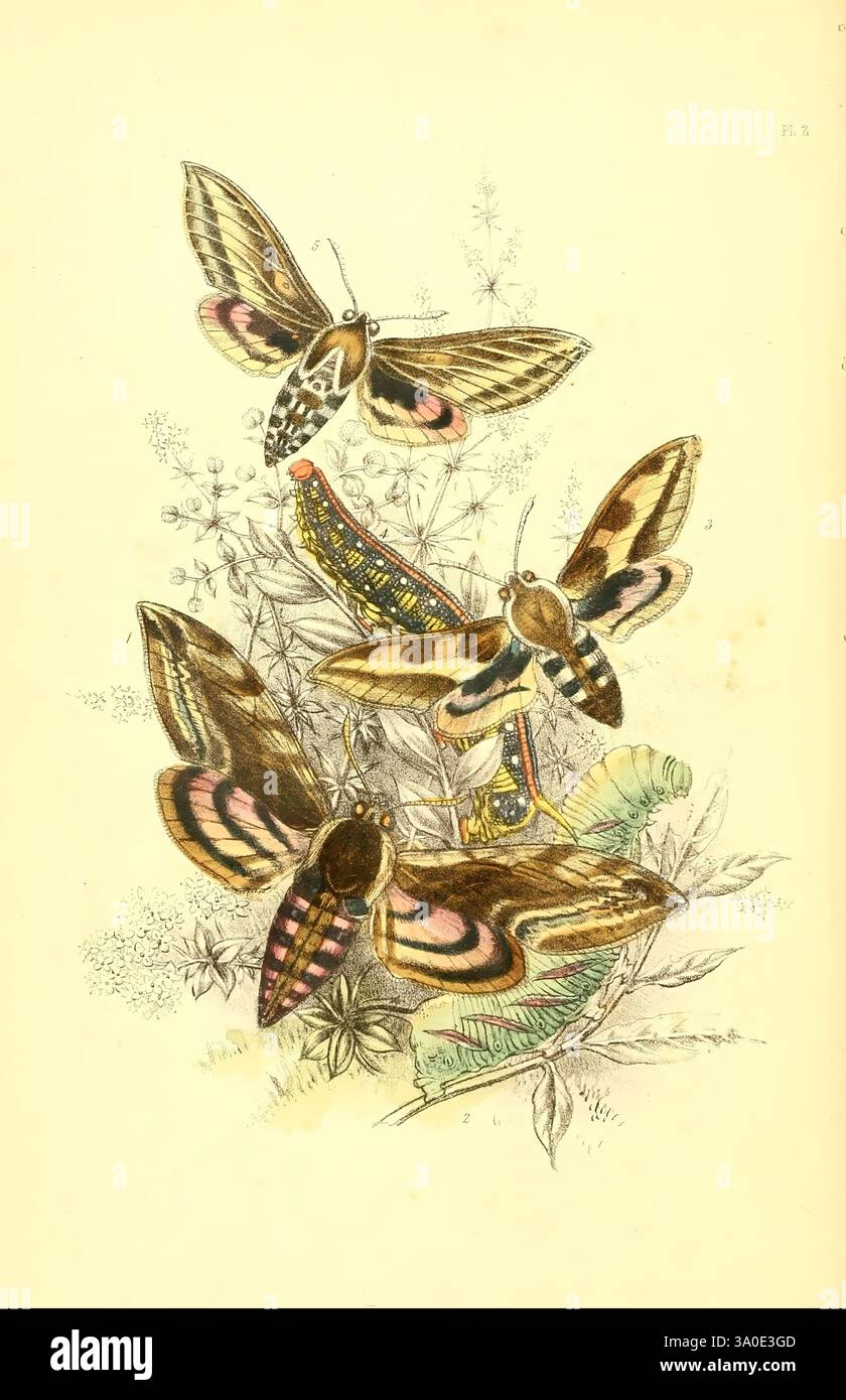 The Genera of British, London, Paul Jerrard & Sons, [ca. 1860], Great ...