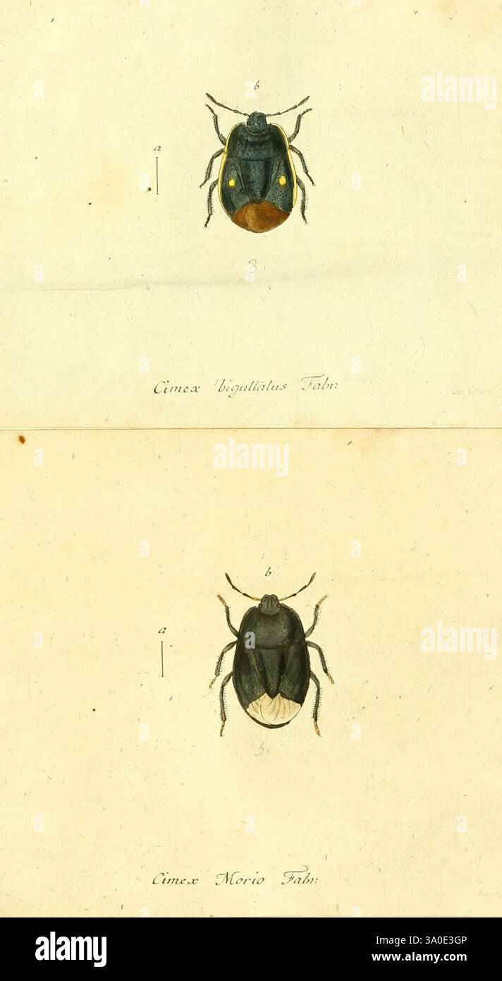Faunae Insectorum Germanicae Initia Nuremberg Felsecker 1792-1823 ...