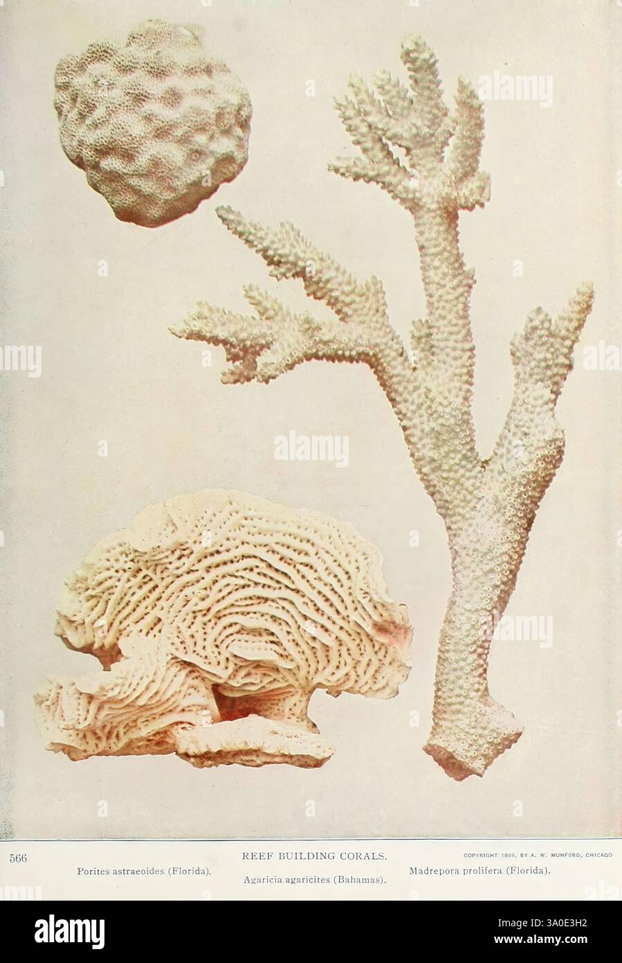 Rounded coral specimen hi-res stock photography and images - Alamy