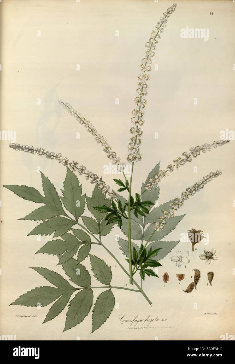 Illustrations of the botany and other branches of the natural history ...