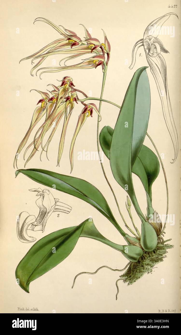 Curtis's Botanical Magazine London New York etc. botany periodicals ...