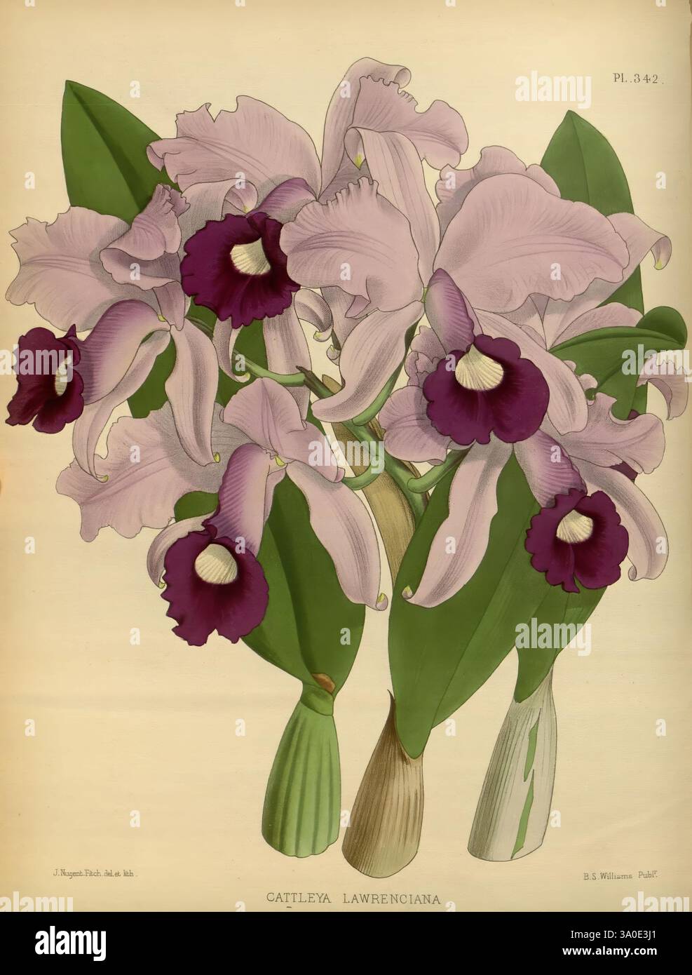Orchid album London B. S. Williams 1882-97 Orchidaceae periodicals ...