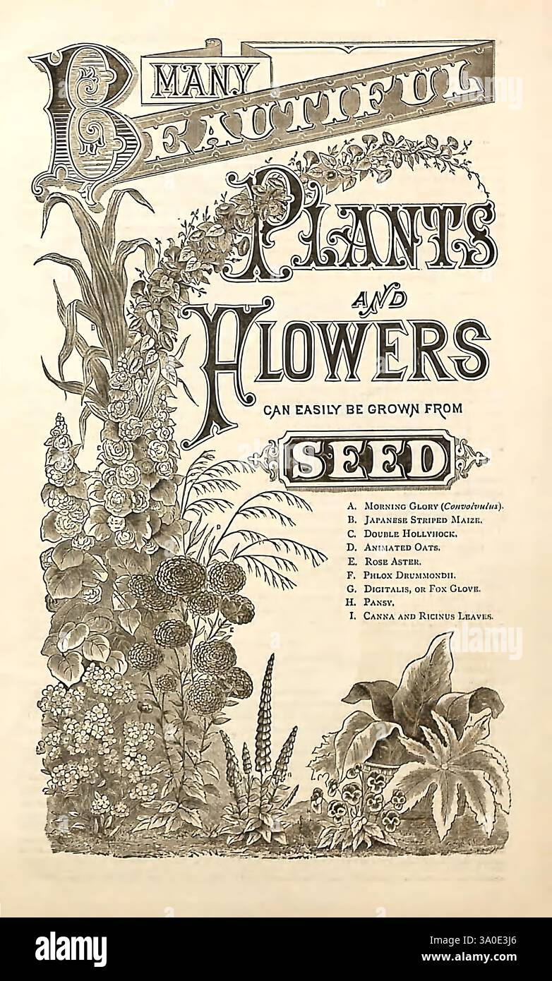 Intricate illustrations of various plants hi-res stock photography and ...