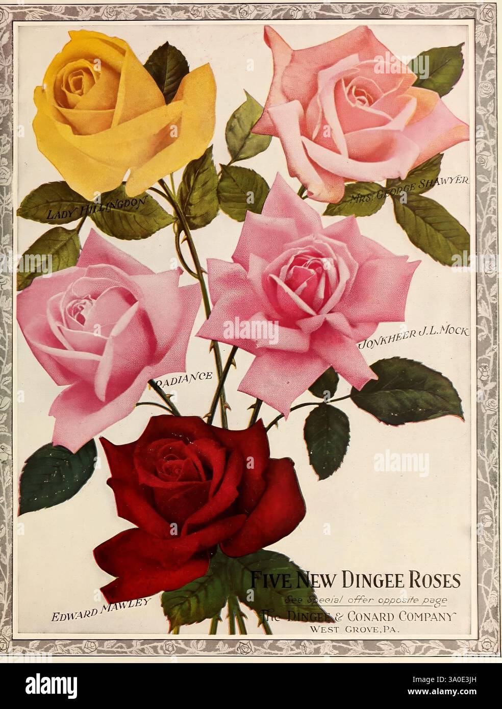 Dingee guide to rose culture, West Grove, Pa, The Dingee & Conard Co ...