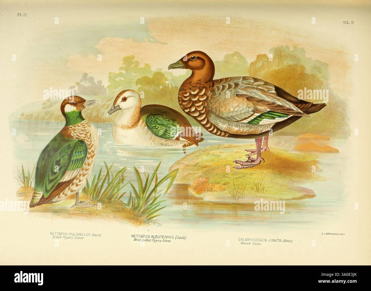The birds of Australia, Melbourne C. Stuart & co, 1890-91. birds ...