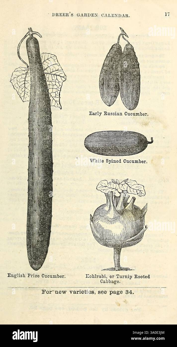 White spined cucumber hi-res stock photography and images - Alamy