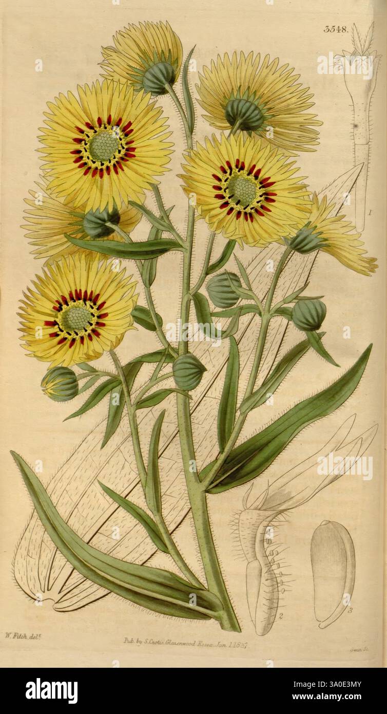 Detailed illustrations of related structures hi-res stock photography ...