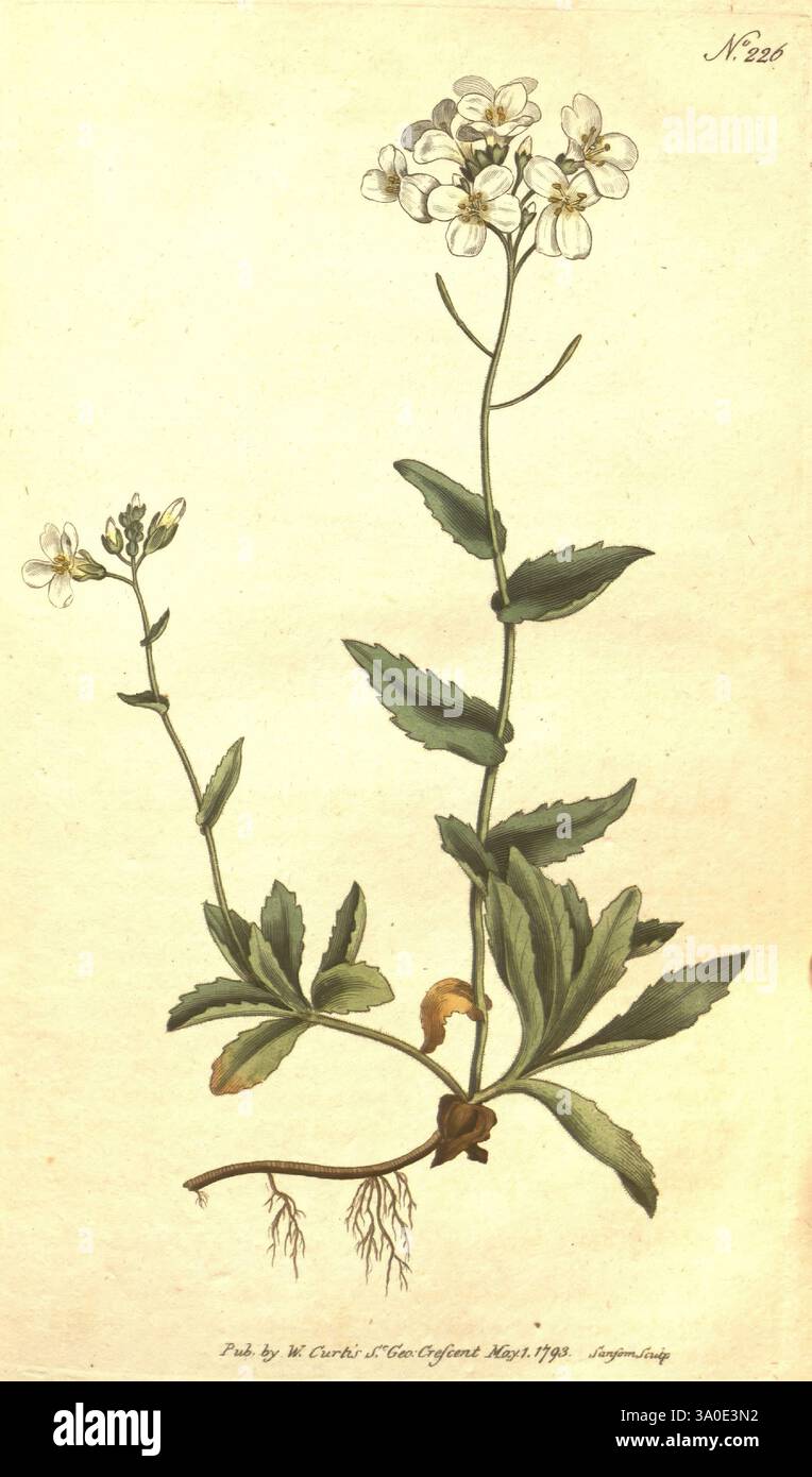 The Botanical Magazine, or Flower-Garden Displayed, 1790-1800, botany ...