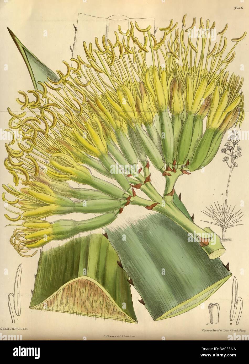 Curtis's botanical magazine, London, New York, botanical illustration ...