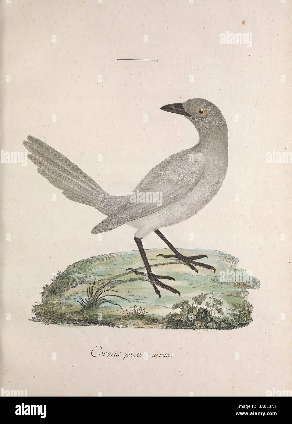 Museum Carlsonianum, in quo novas et selectas aves, coloribus ad vivum ...