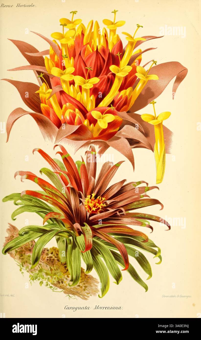 Central floral formation hi-res stock photography and images - Alamy