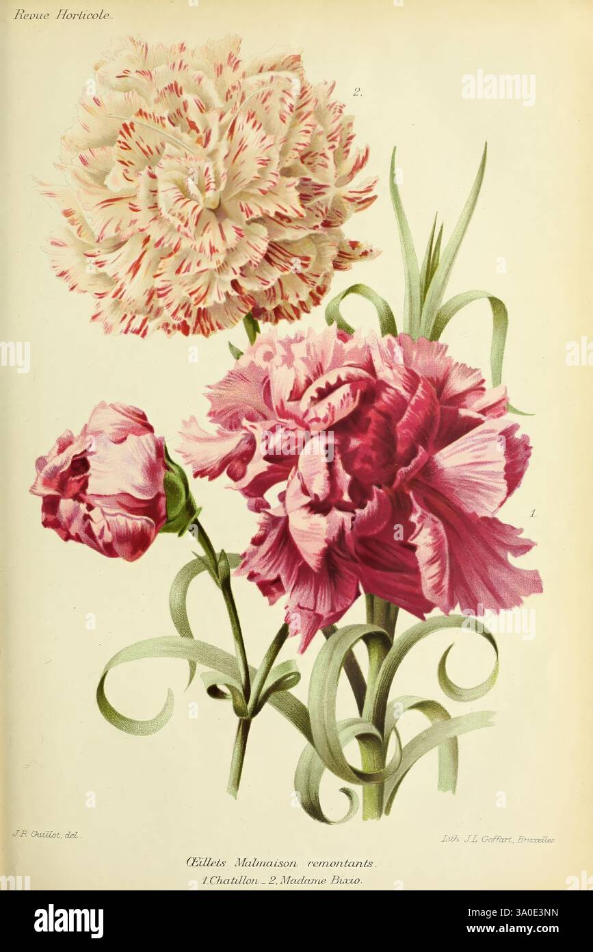 Showcasing rich layers of petals hi-res stock photography and images ...