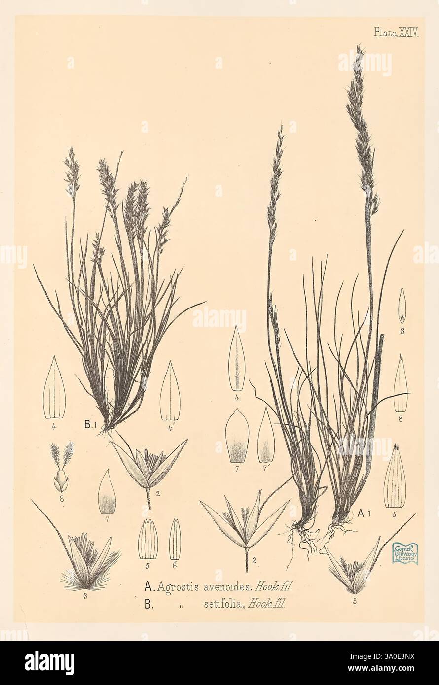 The, indigenous, grasses, of, New, Zealand, Wellington, N. Z, by ...