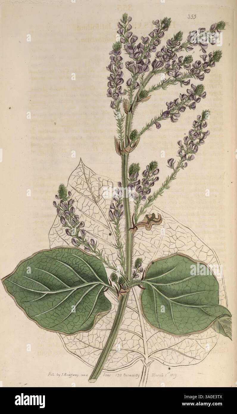 The Botanical Register, London, Printed for James Ridgway, 1815-1828 ...