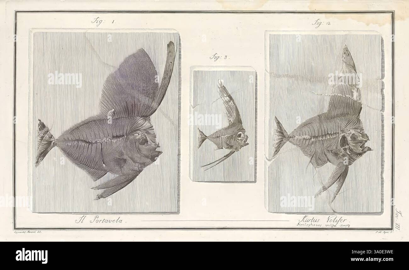 Ittiologia veronese del museo bozziano hi-res stock photography and ...