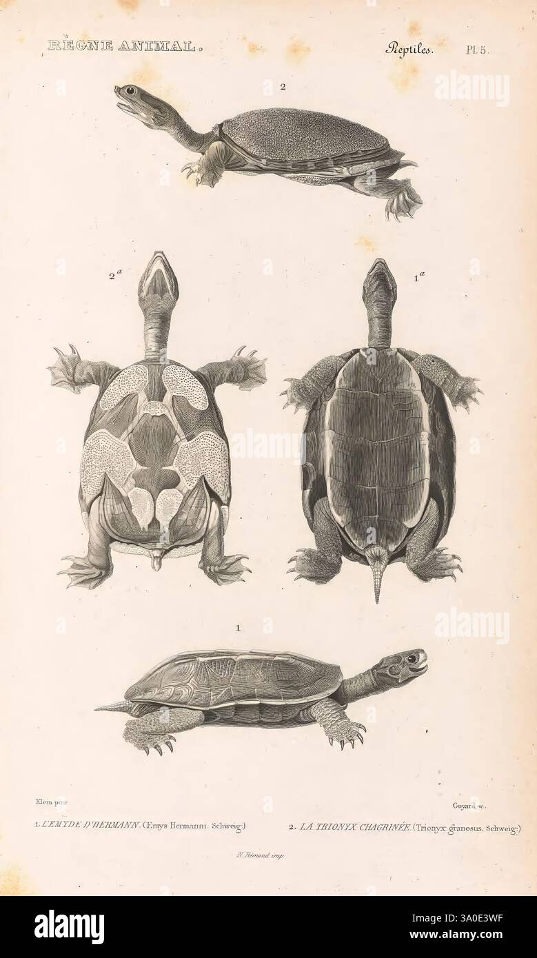 Detailed study of four different turtle species hi-res stock ...