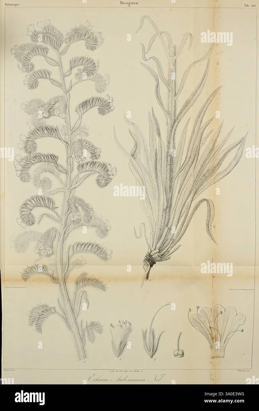 Showcasing two distinct plant varieties hi-res stock photography and ...