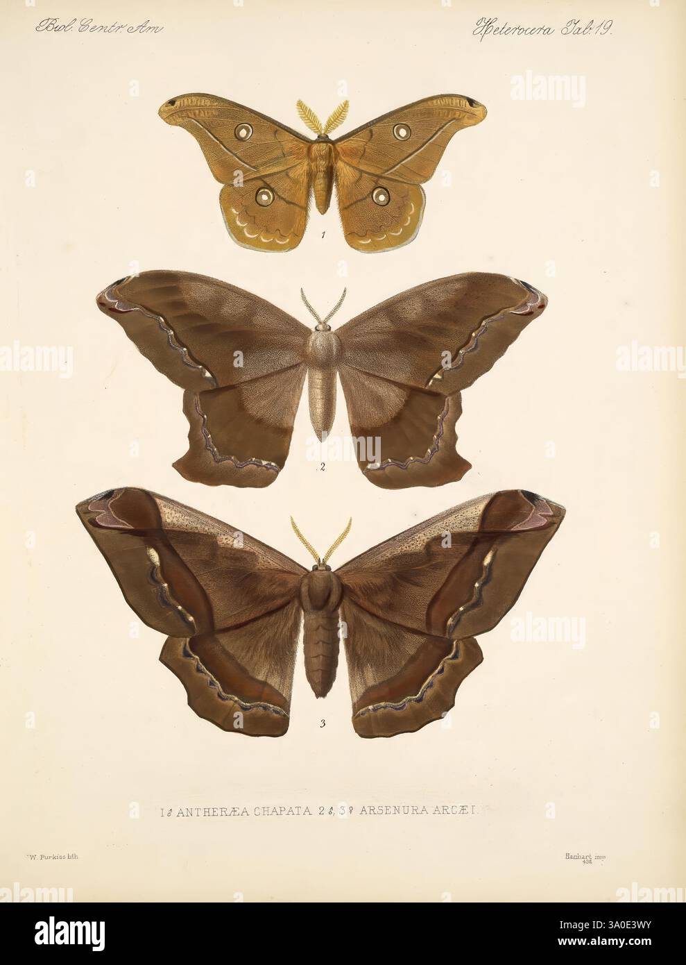 Showcases the 1915 19 hi-res stock photography and images - Alamy