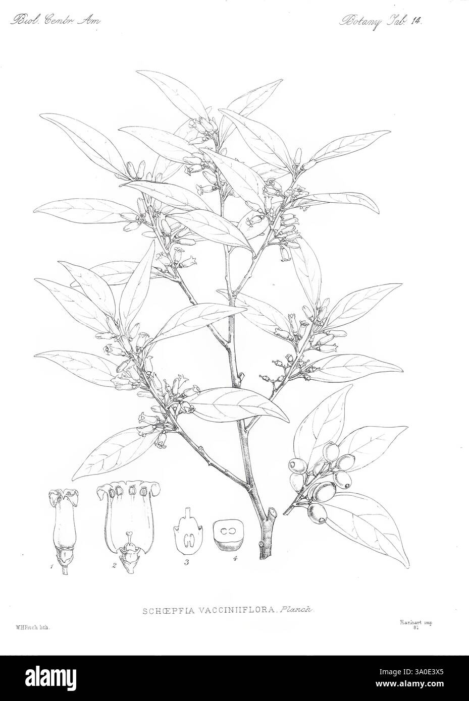 Biologia Centrali-Americana London, 1879-1915, archaeology, botany ...