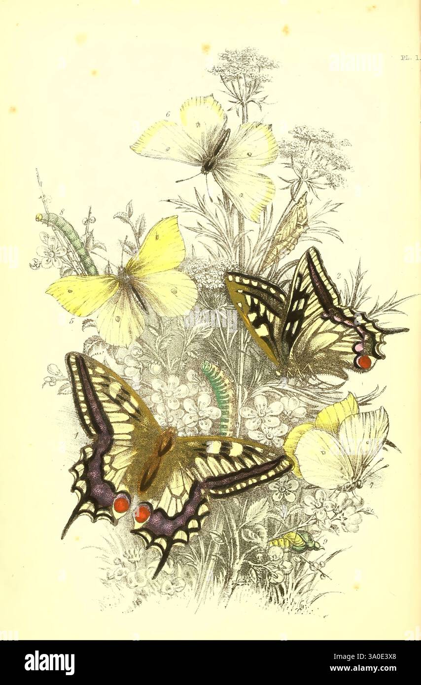 Two smaller butterflies display hi-res stock photography and images - Alamy