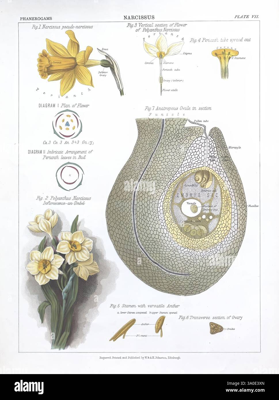 The botanical atlas New York The Century Co. 1883 botany cryptogams ...
