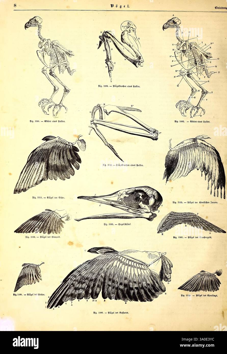 Illustrirte, Naturgeschichte, des, Thierreichs, Leipzig, J.J. Weber, 1848, birds, amphibians ...